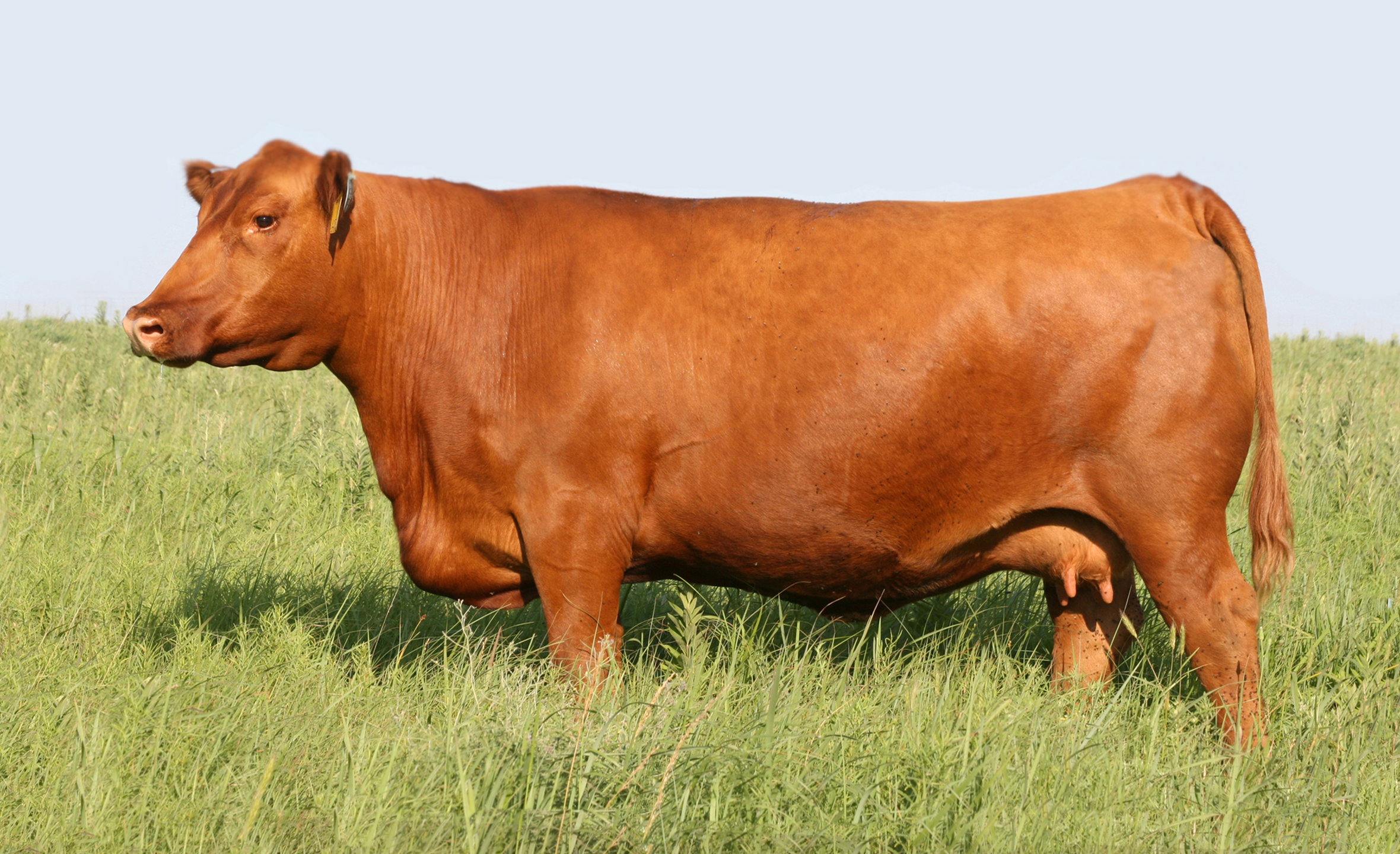 Red Angus Females